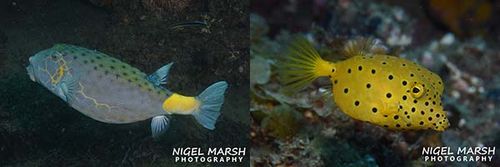 Sorting the Boxfishes